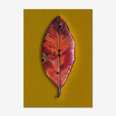 Lester Hall | Art Prints NZ | Wonder Room